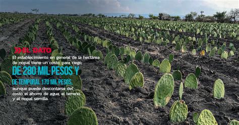 C Mo Sembrar Una Hect Rea De Nopal Forrajero Sin Espinas Tierraf Rtil