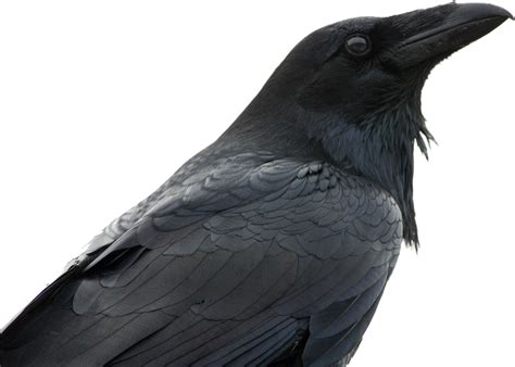 Raven PNG
