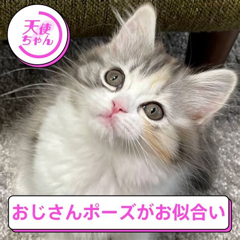 Tbs『the Time 』 On Twitter 🐣🐣🐣 👼今日の天使ちゃん👼 『おじさんポーズがお似合い』 😺つみれちゃん 📺