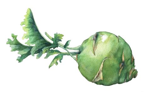 Cabbage Of Kohlrabi Vector Icon Cartoon Vector Icon Isolated On White