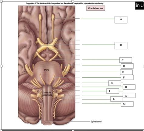 Cranial Nerve Diagram Flashcards Quizlet