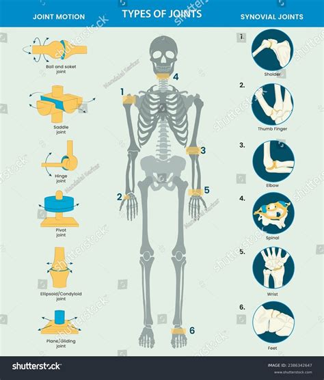 Types Joints Human Body Include Ball And Socket Stock Vector Royalty Free 2386342647