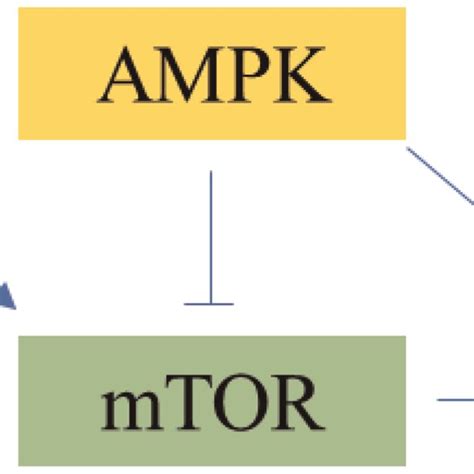 Regulation Of Autophagy Akt Protein Kinase B Ampk Amp Activated