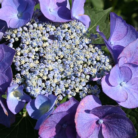 Overdevest Nurseries Lp Hydrangea Mac Zorro