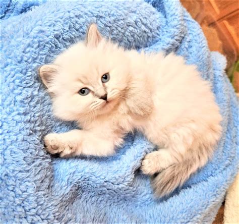 Photos Siberian Cats And Kittens In Virginia