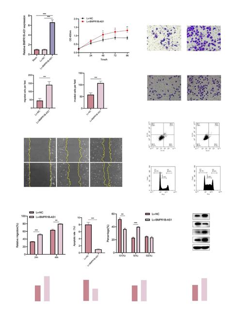 Overexpression Of Bmpr1b As1 Promotes The Proliferation Migration And