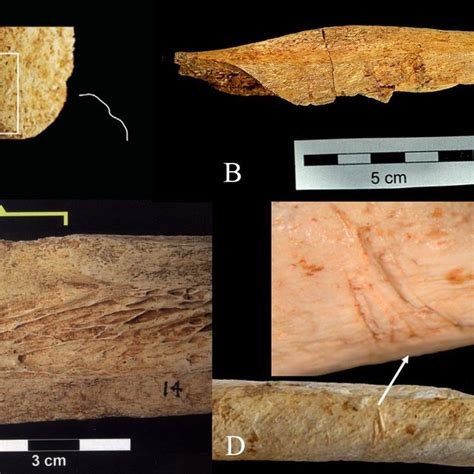 Ct Cross Sections Comparing Perimortem And Postmortem Fractures In The Download Scientific