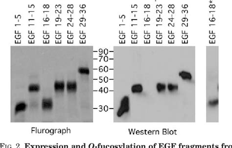 Figure 2 From Fringe Modifies O Fucose On Mouse Notch1 At Epidermal Growth Factor Like Repeats