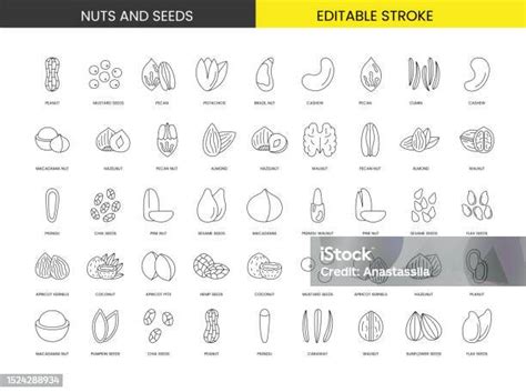 이러한 자연 식품의 독특한 특징과 영양 특성을 시각적으로 묘사하는 이 라인 벡터 아이콘 세트를 통해 씨앗과 견과류의 맛 다양성 및 건강상의 이점을 발견하십시오 0명에 대한