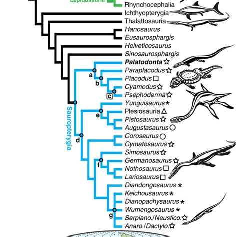 Strict Consensus Tree Showing The Relationships Of Sauropterygia Within Download Scientific