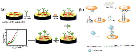 Biosensors Free Full Text Nanobiosensors Design Using 2D Materials