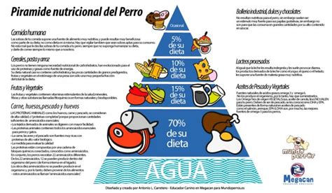 Consejos Básicos Para El Buen Mantenimiento De Un Perro