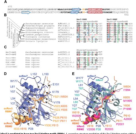 Figure 1 From Evolution Of Rev7 Interactions In Eukaryotic Tls Dna