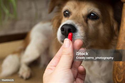 개에 중요한 알약과 클로즈업 의약품 과 약물을 들고 여자 손 흐리게 배경 아이디어 개념 일부 개 품종은 아플 때 약을 복용하는 것을 좋아하지 않는다 개에 대한 스톡 사진 및