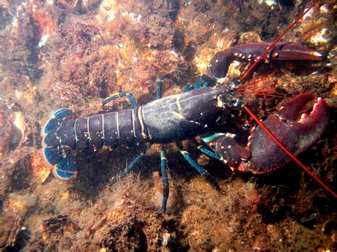 Lobster Meigs Point Nature Center