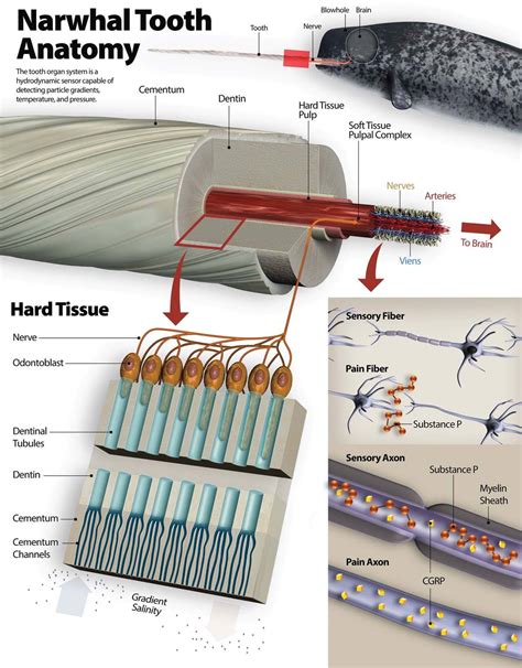 Scientific Illustration Sensory Model Of The Erupted Male Narwhal
