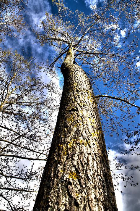Albero | SONY DSC | annamaria eramo | Flickr