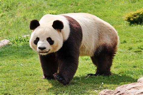 Dev Panda I Dev Pandaları Nasıl Tanıyabiliriz Dev Pandalar Ne Ile