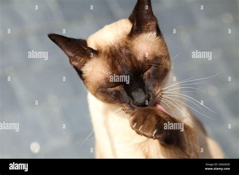 Close Up Portrait Of Siamese Cat With Crossed Blue Eyes Stock Photo Alamy