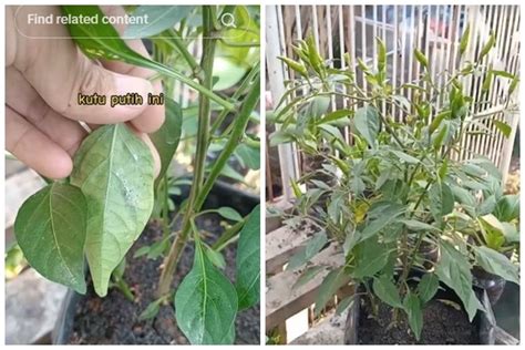 Tanpa Bawang Atau Garam Ini Cara Basmi Hama Kutu Putih Pada Tanaman Cabai Cuma Pakai 1 Bahan Dapur
