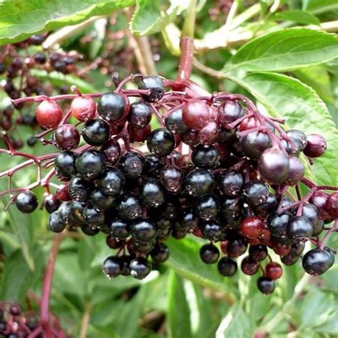 Elderberry Seed Oil Organic Cold Pressed Unrefined Natural Etsy