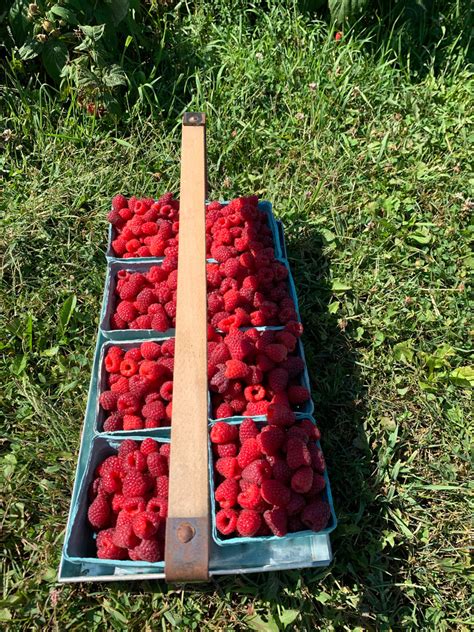 Schafer Raspberries Home