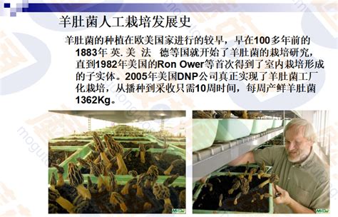 羊肚菌人工栽培产业发展态势（授课老师：张亚） 2018三期 蘑菇通 食用菌在线学习平台 食用菌培训 Powered By Edusoho