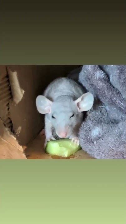 Quassi Adopted Youtube