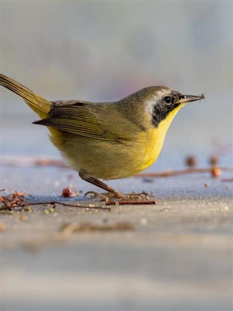 Birds That Lay Eggs On The Ground News9live