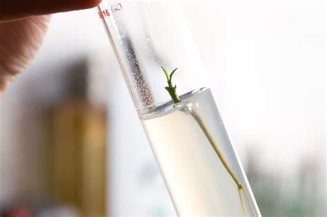Citrus Micrografting For Regrowth After Shoot Tip Cryopreservation