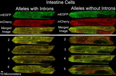 Micrographs Of Stochastic Allele Bias In Intestine Cells Composite Download Scientific Diagram