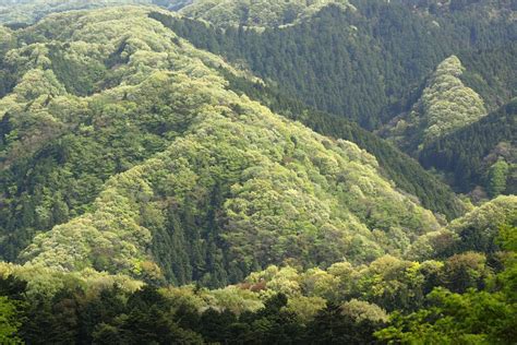 萌ゆる山 GANREF