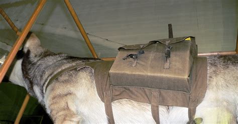 EL MENTIDERO DE MIELOST WOJTEK UN OSO SOLDADO EN EL CAMPO DE BATALLA