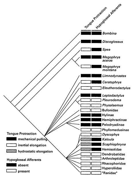 Cladogram Illustrating Convergent Evolution Of Ballistic Tongue