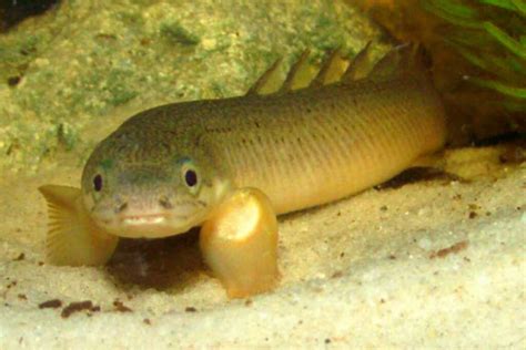 Bichir Habitat Profile Tank Health Breeding And More