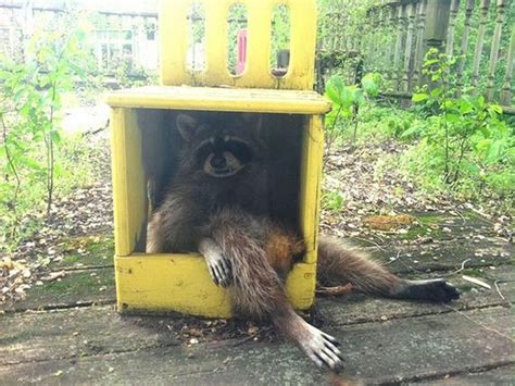 We All Love Our Silly Animals Barnorama