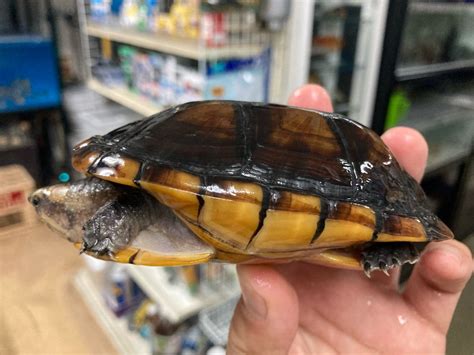 ホオアカドロガメ AQUAHYSのブログ