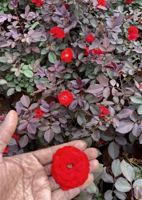 Rose Tree Plant At Rs 55piece In Rajahmundry Id 2852535572655