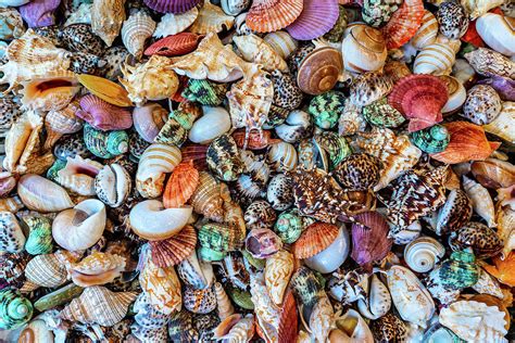 Sea Assorted Colorful Shells Background Texture Photograph By Claudio