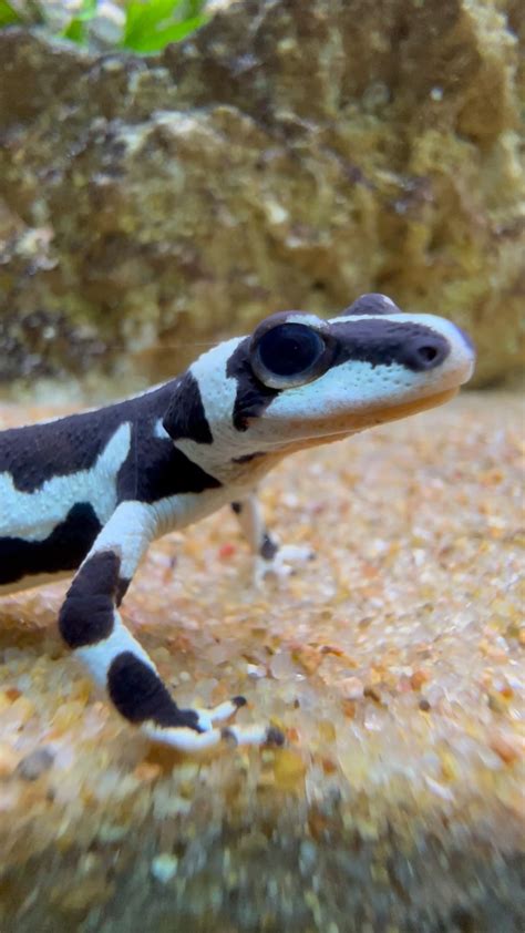 90 Gallon Kaiser Newt Tank “neurergus Kaiseri” R Aquariums