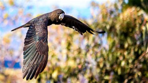 Fewer Than 8000 Glossy Black Cockatoos Remain In The Wild The