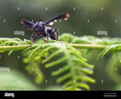 Macro Photography Of A Black Paper Wasp With Rain Drops On It Resting