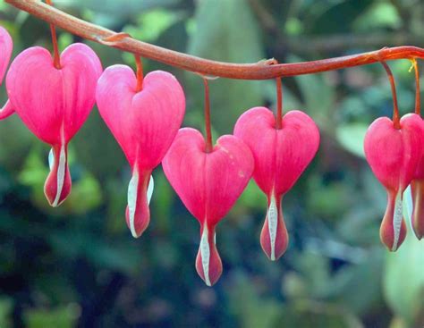 Most Beautiful Flowers In The World Best Way
