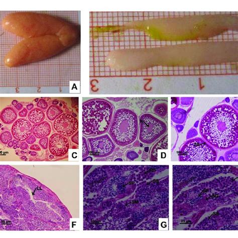 Histological Characteristics Show The Specific Periods Of Cells In The Download Scientific