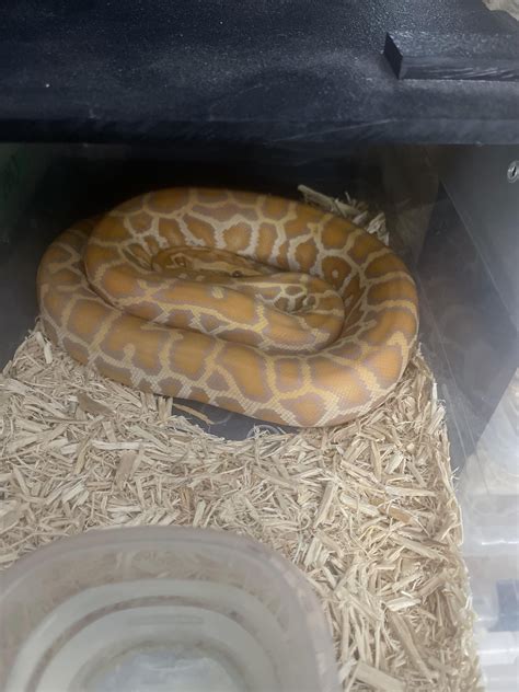 Beautiful Caramel And Het Caramel Burmese Pythons R Sneks