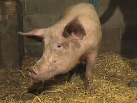 Is A Pigs Sense Of Smell Better Than A Dogs