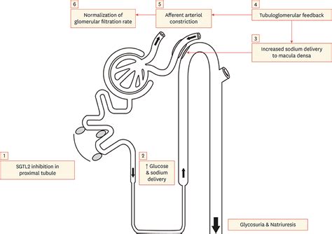 Sglt 2 억제제 Sglt2i 1편 원리 작용기전 효과 처방용도 당뇨약 심부전 신장 네이버 블로그