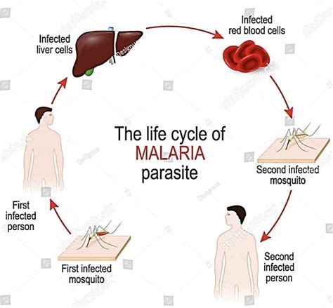 INTRODUCTION OF MALARIA