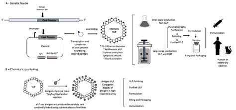 Viruses Free Full Text Virus Like Particles As An Immunogenic Platform For Cancer Vaccines