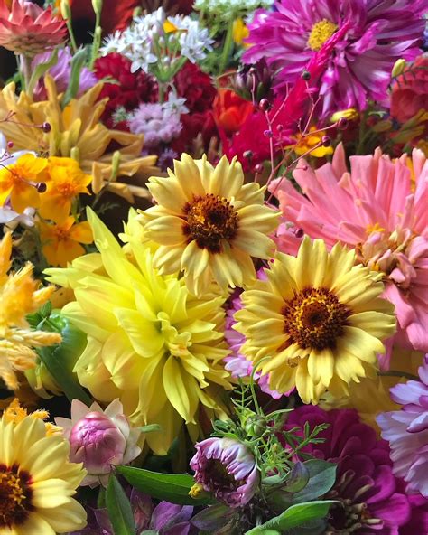 2025 Weekly Flower Share Spring Ledge Farm